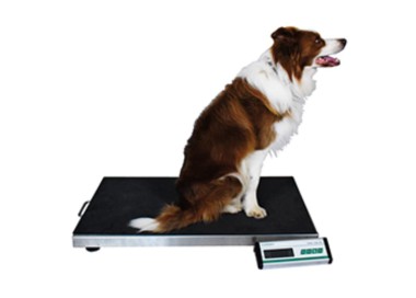 Marsden V-150 Large Veterinary Scale, 150kg High-Precision, Mobile Vet ...